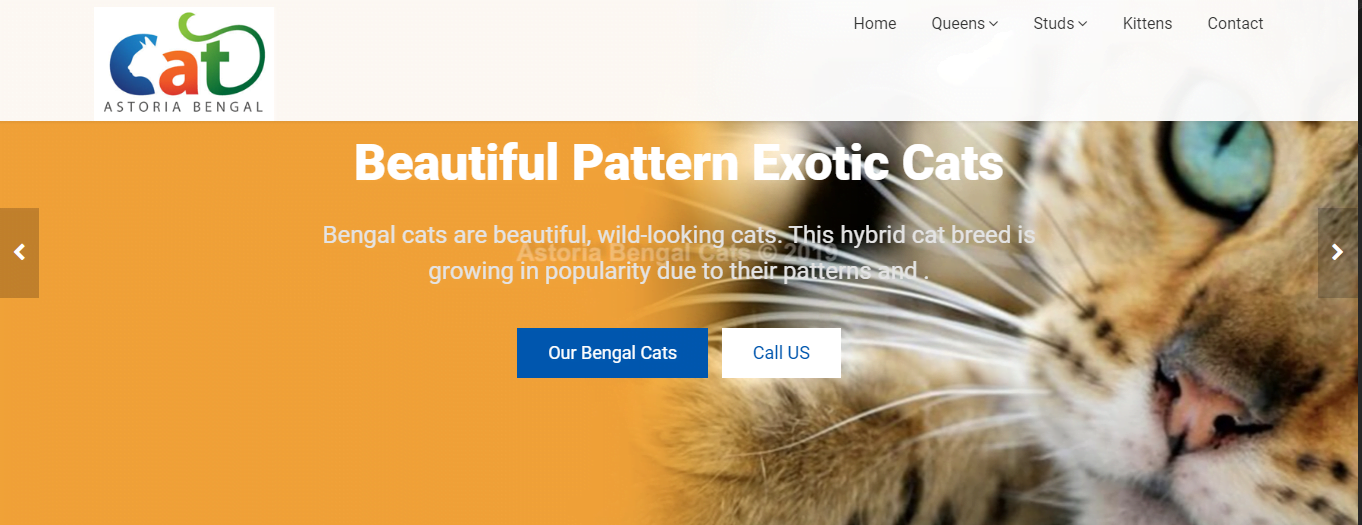 50 Best Cat Breeder Website Design
