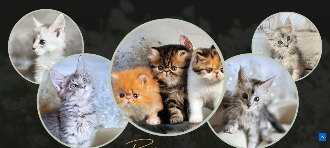 50 Best Cattery Website Design
