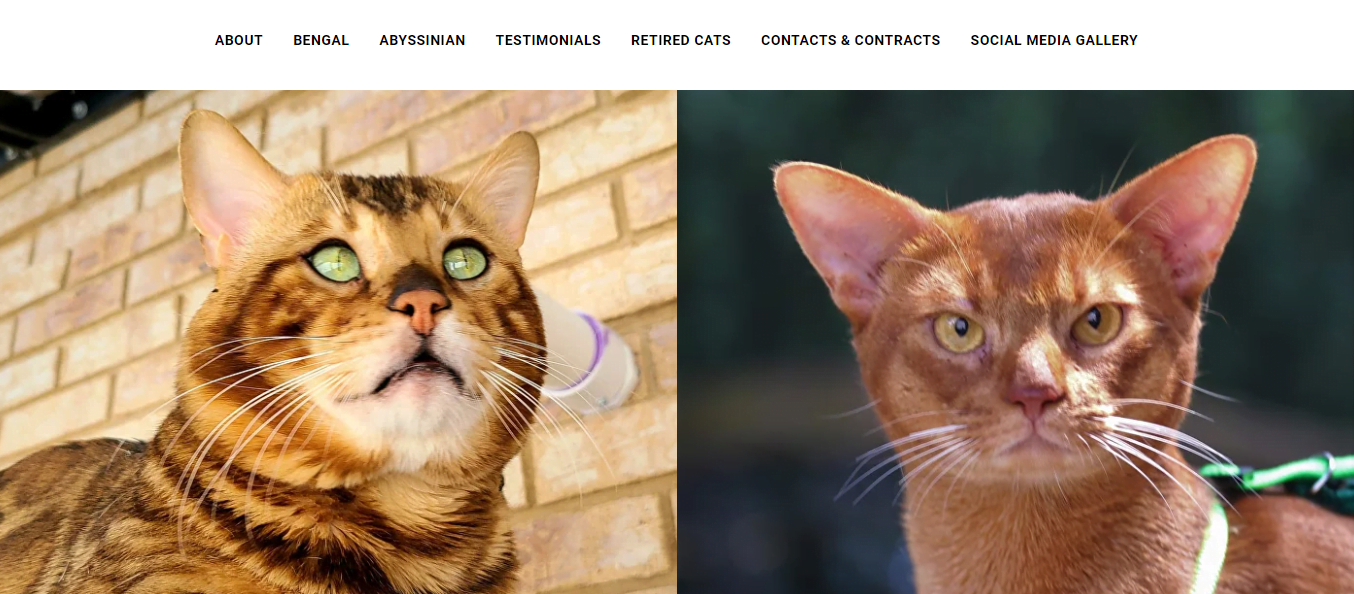 50 Best Cat Breeder Website Design