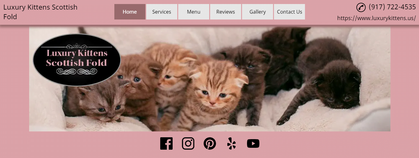 50 Best Cat Breeder Website Design