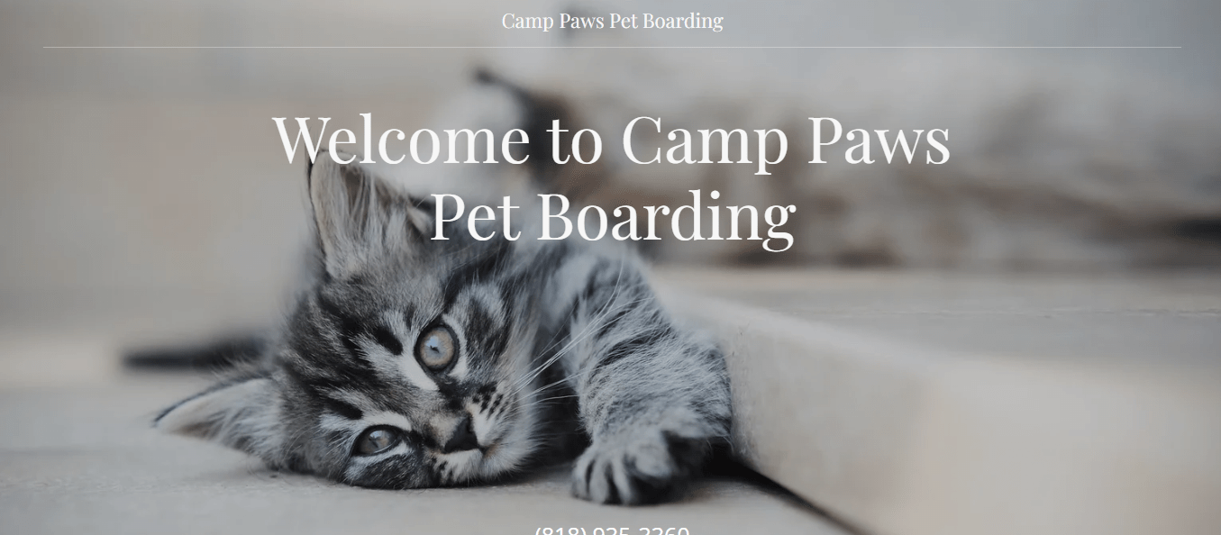 50 Best Cattery Website Design