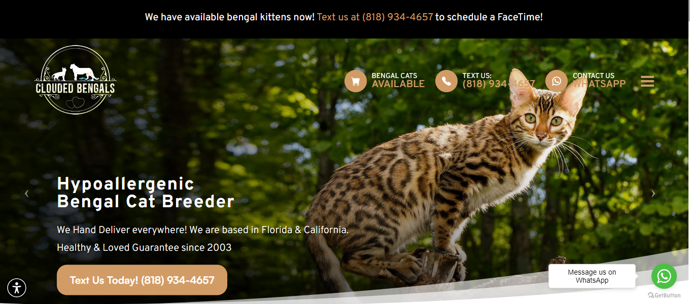 50 Best Cat Breeder Website Design