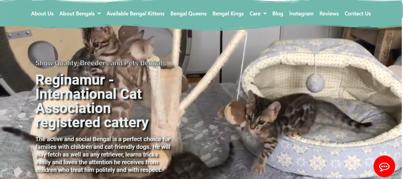 50 Best Cattery Website Design