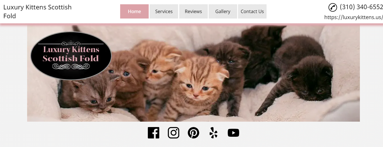 50 Best Cattery Website Design