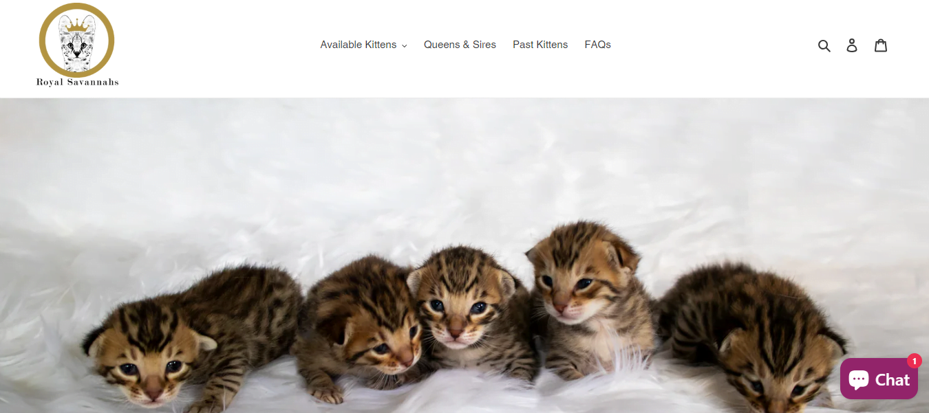 50 Best Cattery Website Design