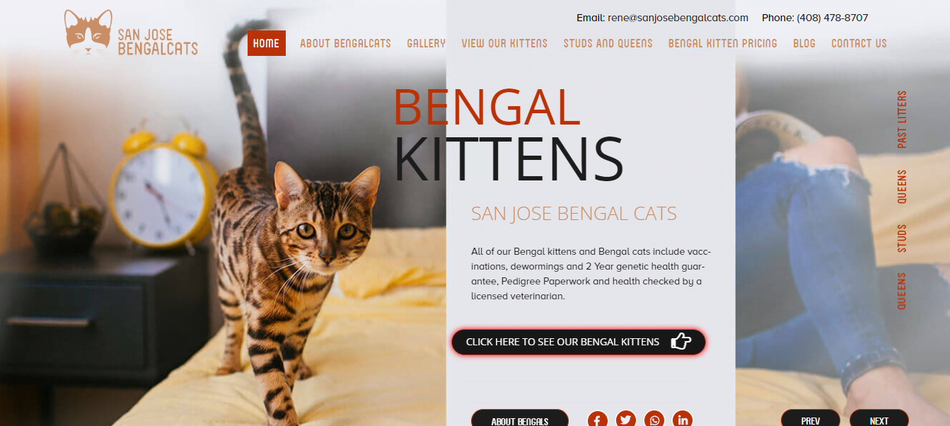 50 Best Cattery Website Design