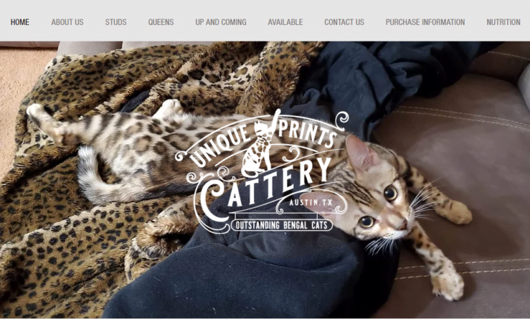 50 Best Cattery Website Design